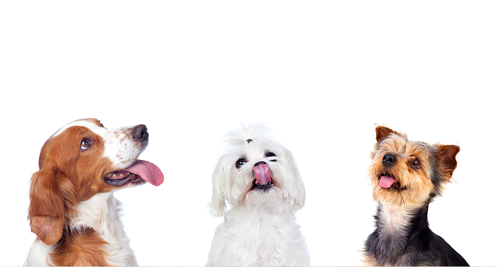 Comprendre Médor, Buster ou Roxy, notre chien préféré Partie II ⋆ top maman