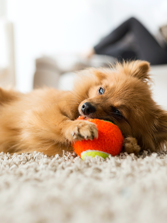 Comprendre Médor, Buster ou Roxy, notre chien préféré Partie II ⋆ top maman
